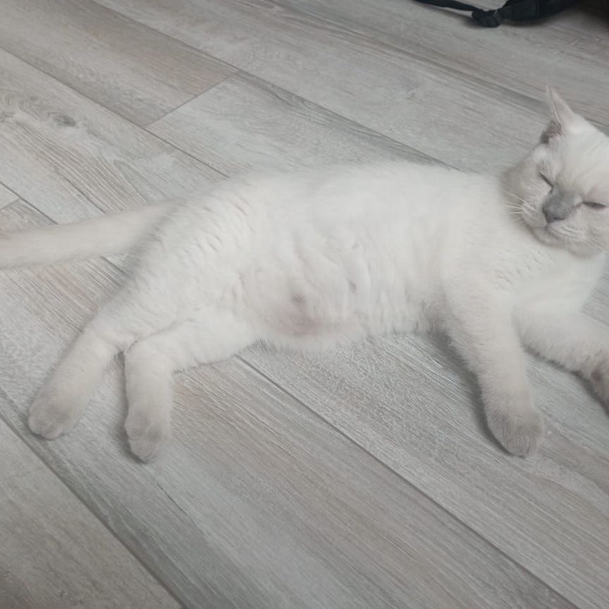 Отдам бесплатно котика