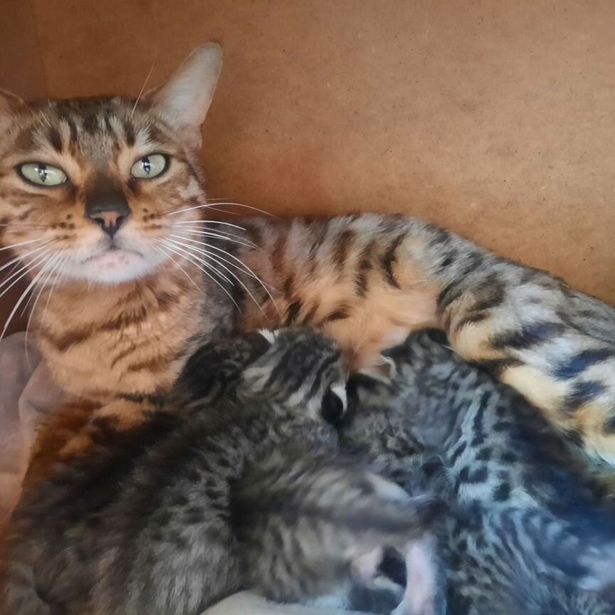 Котята в добрые руки бесплатно