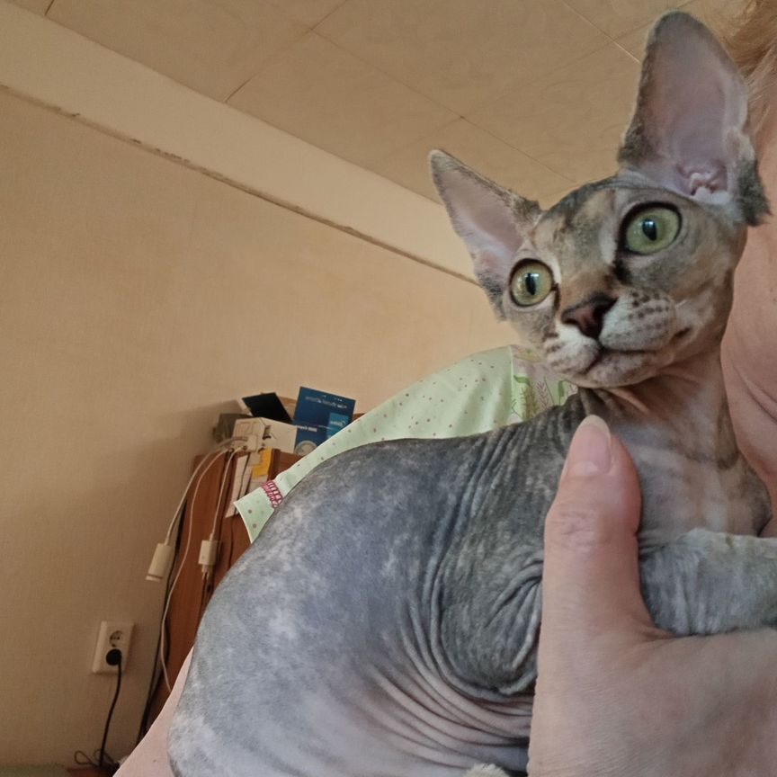 Канадский сфинкс котенок