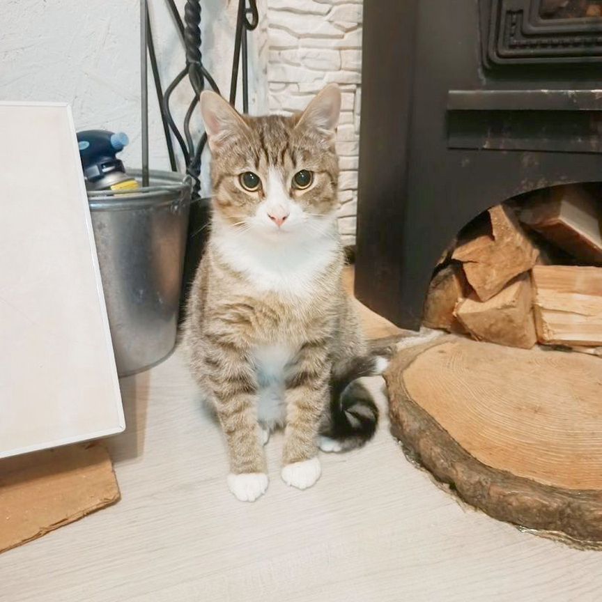 Котёнок Филя ищет дом