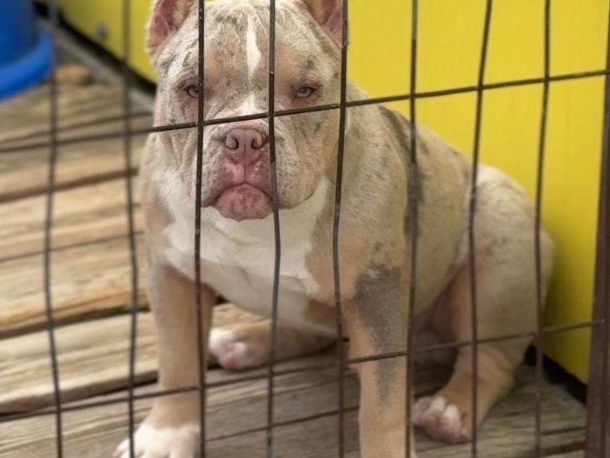 Американский булли - кобель подросток