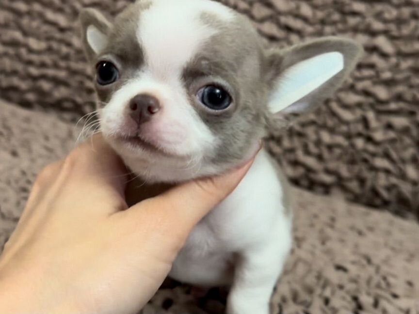 Лиловый мини мальчик чихуахуа