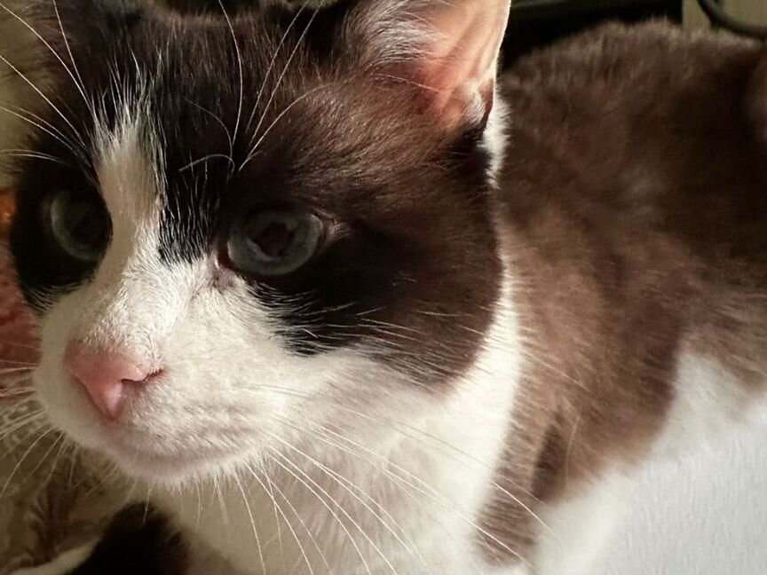 Кошка Сноу шу