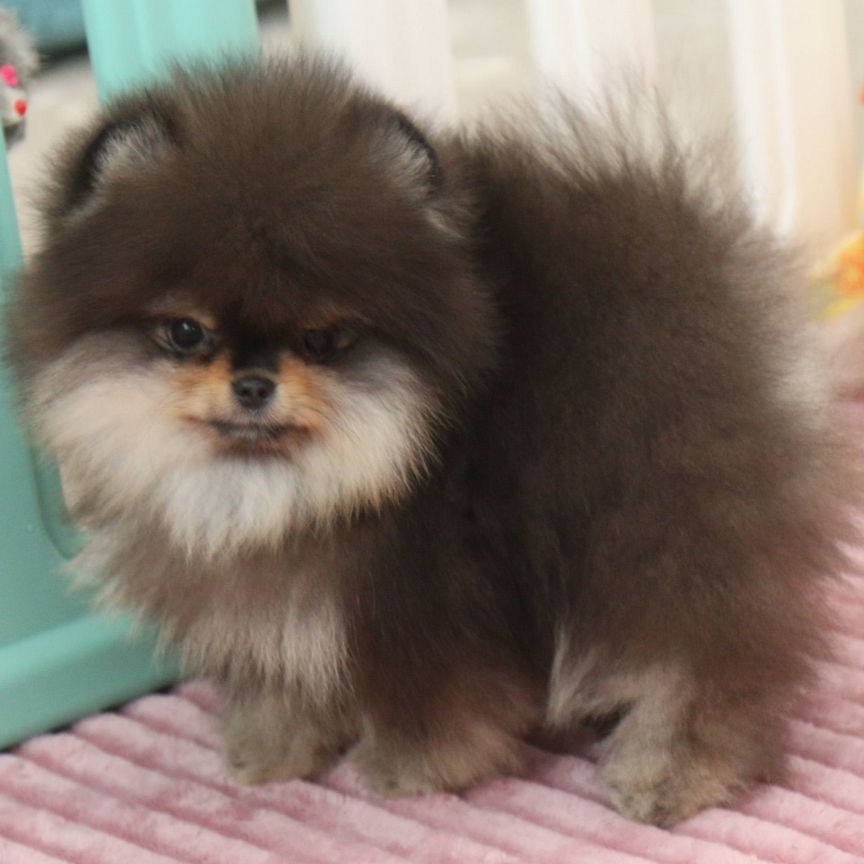 Померанский шпиц, щенок