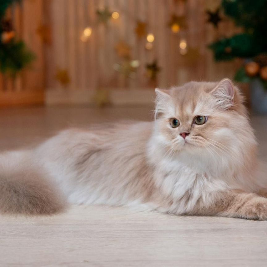 Котик лиловое золото