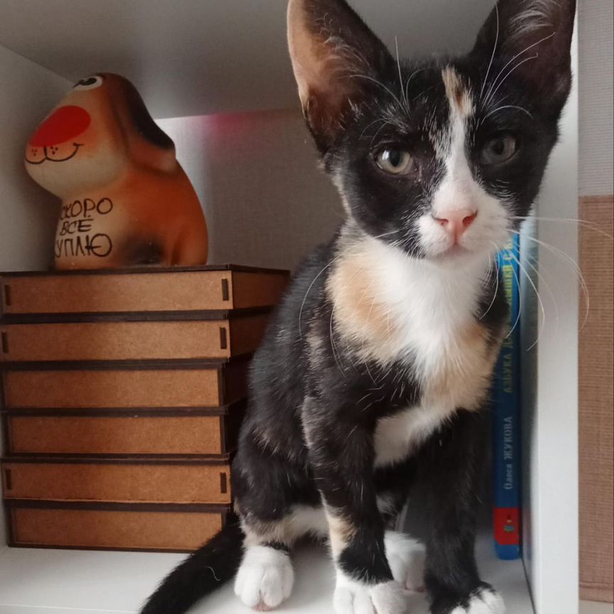 Котёнок бесплатно