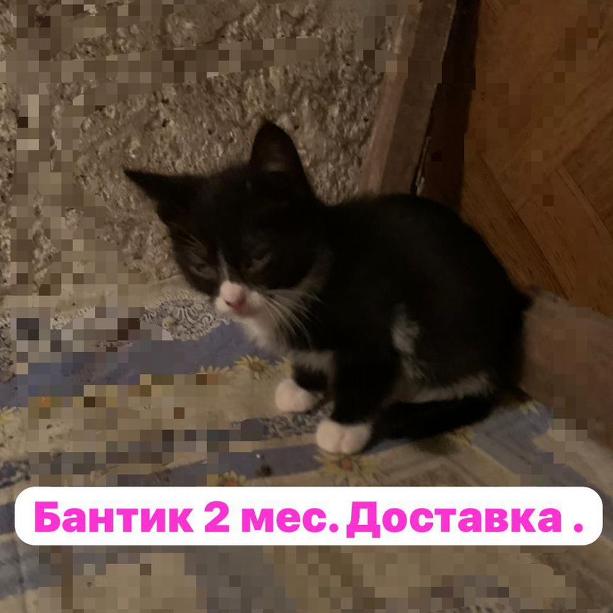 Котята в добрые руки