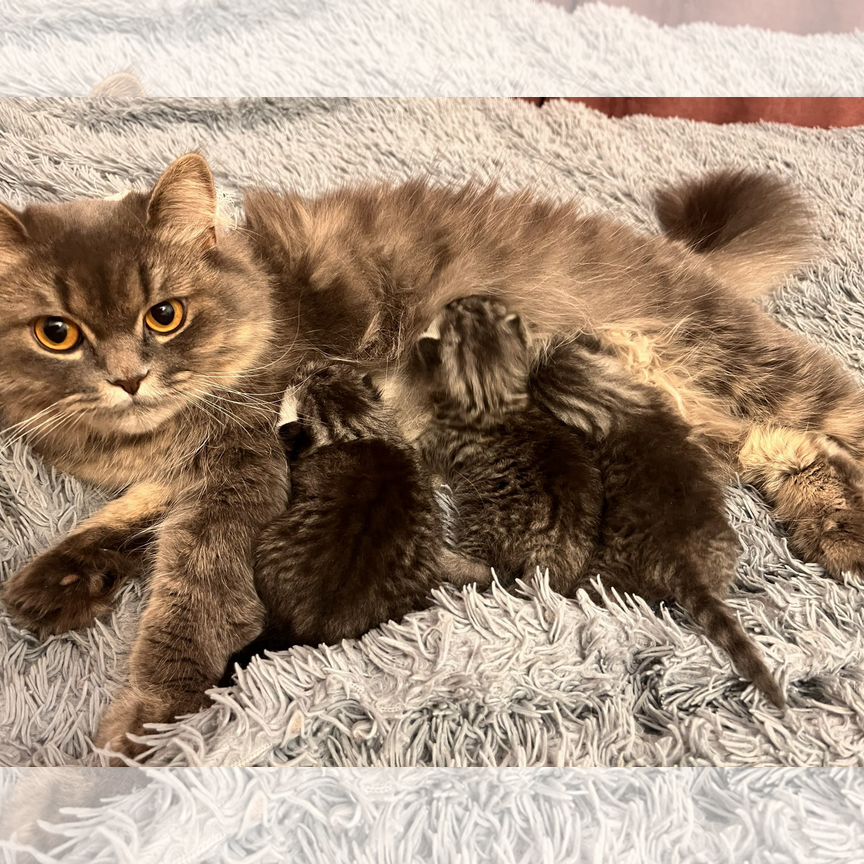Котята метис сибирские/шотландцы