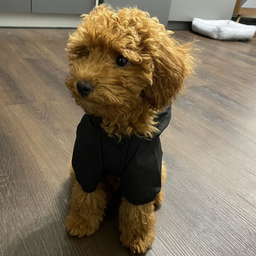 Вещи для маленьких собак