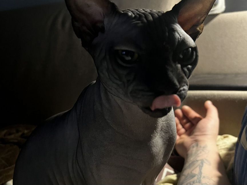 Канадский сфинкс вязка