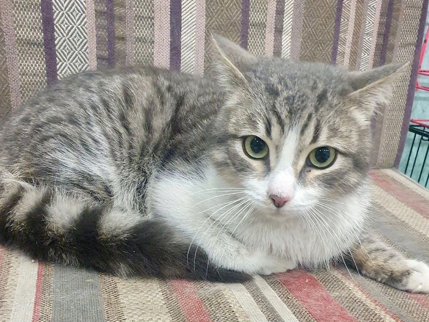 Котик хочет быть счастливым