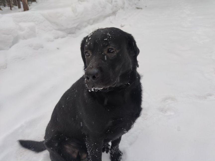 Продам лабрадора