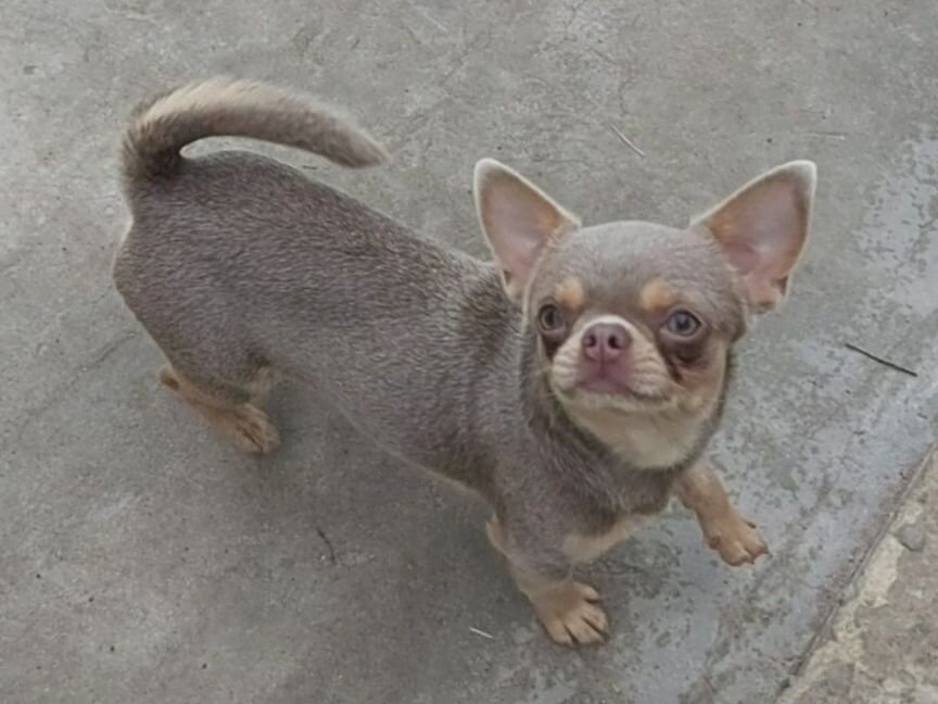 Лилово подпалый красавчик