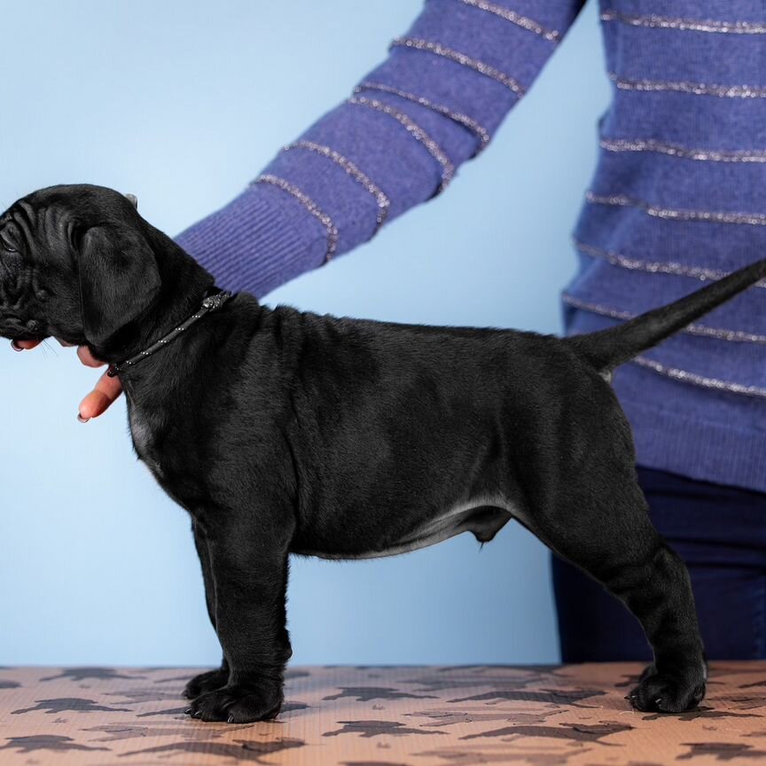 Щенки кане корсо