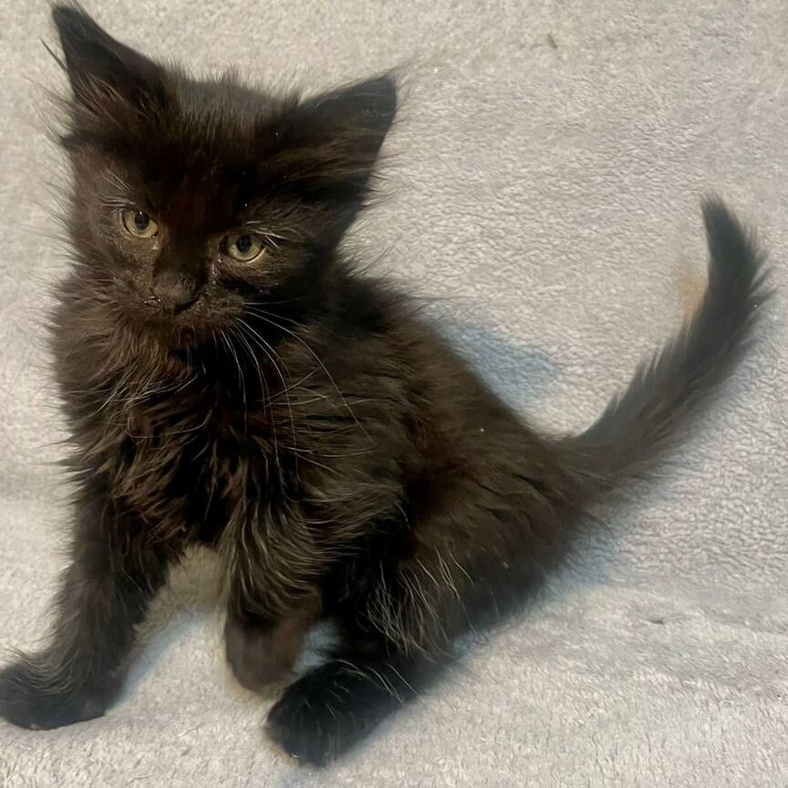 Котёнок от частного владельца