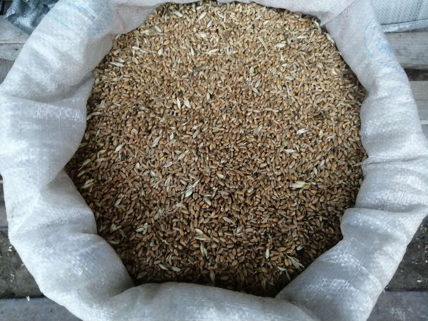 Пшеница Рожь Овёс