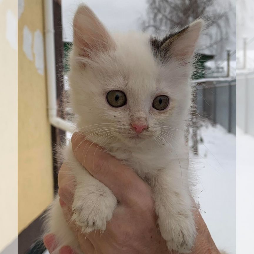 Котенок девочка