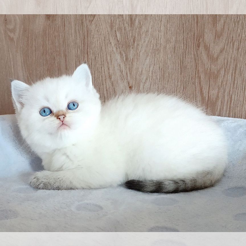 Британский короткошёрстный котёнок
