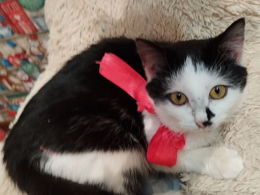 Кошка