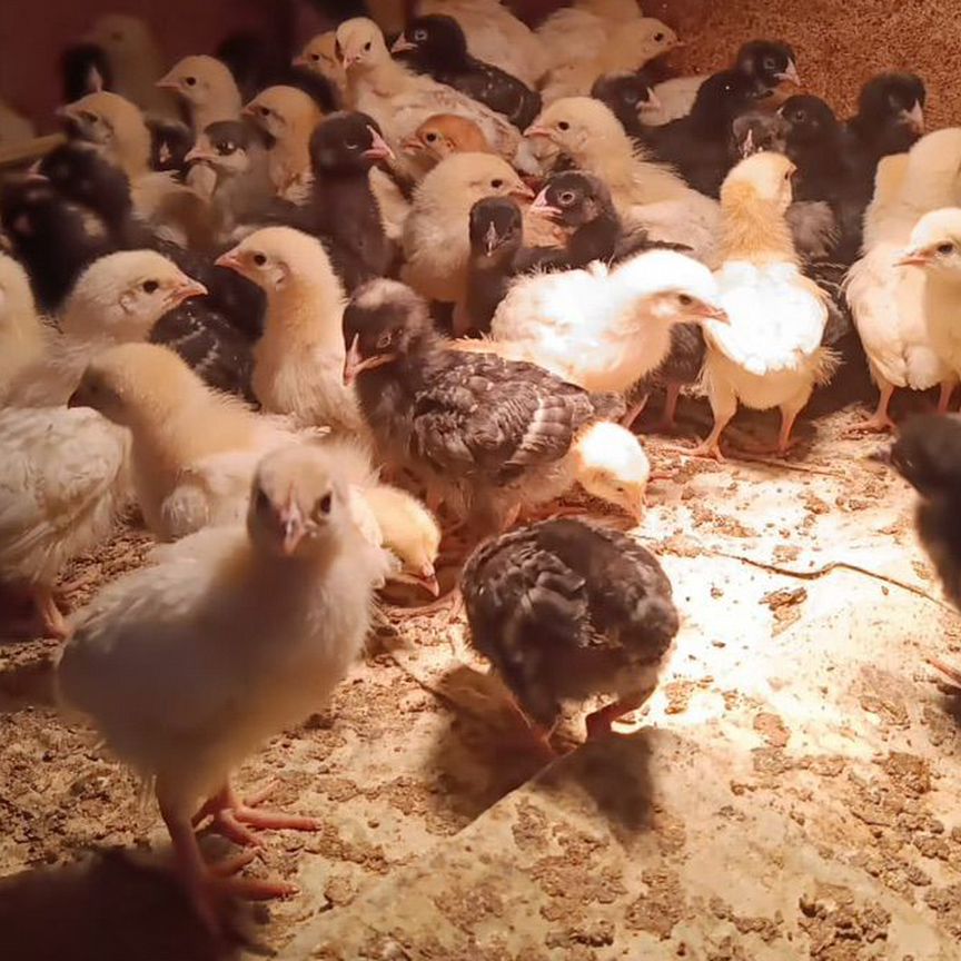 Курочка подрощеная Доминант и Адлерское Серебро