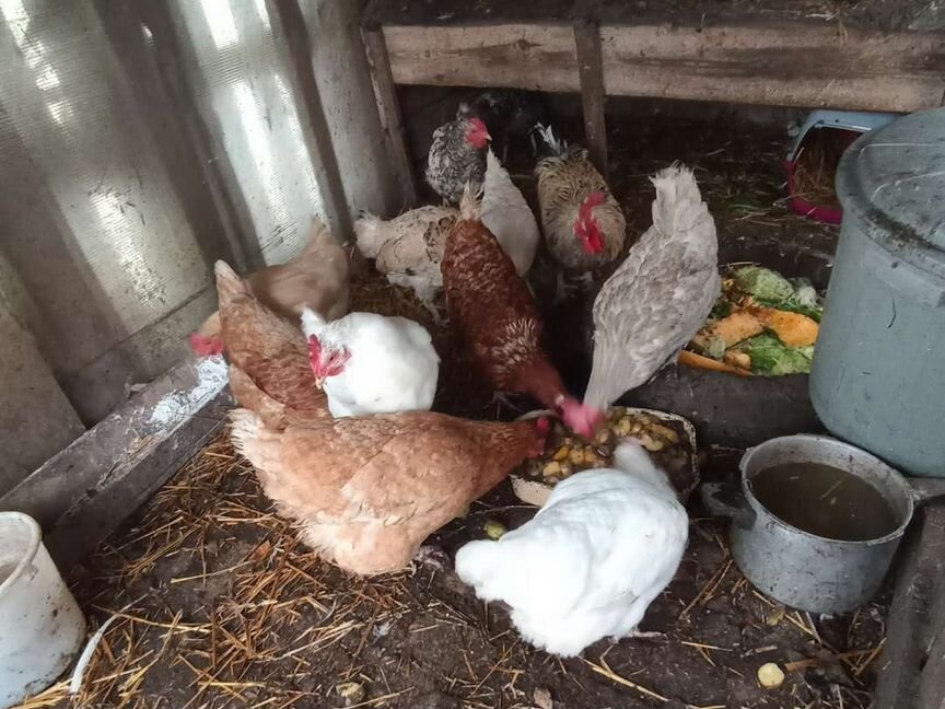 Куры несушки