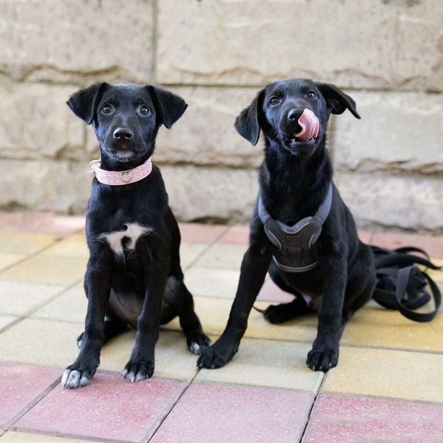 Тутси ищет дом