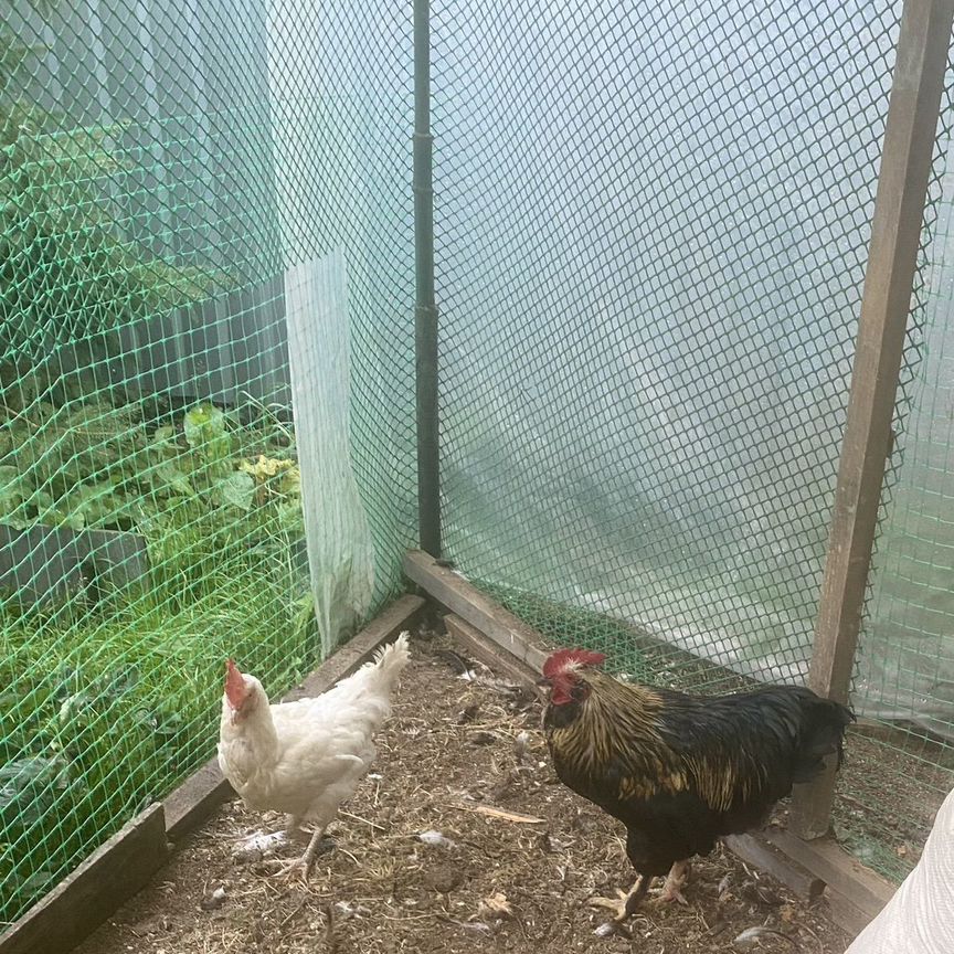 Продается петух и курица