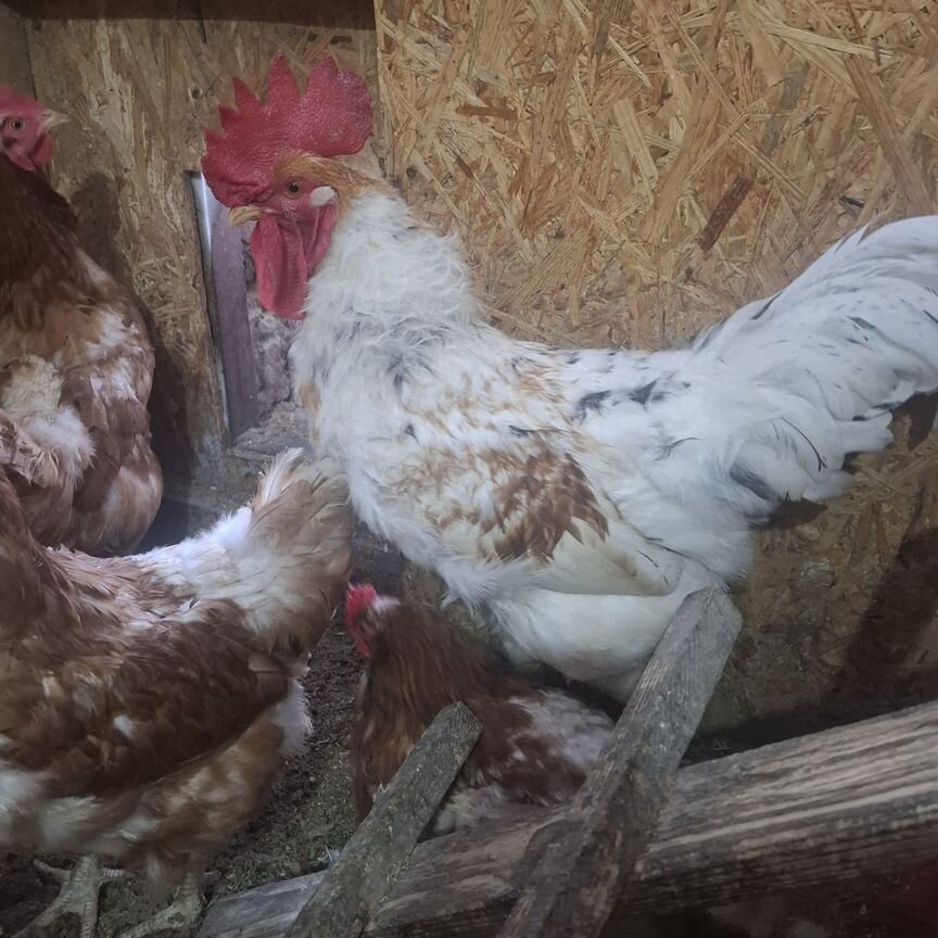 Продам петуха