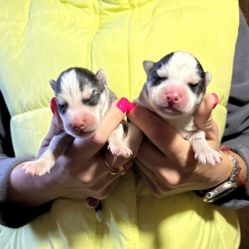 Щенки Помски