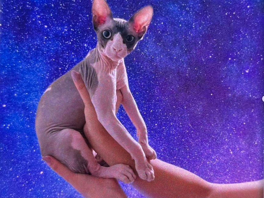 Котята сфинкс