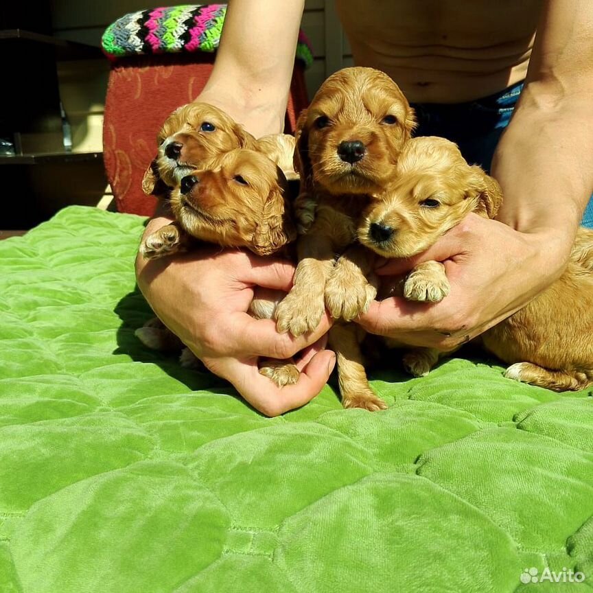Английский Кокер спаниель