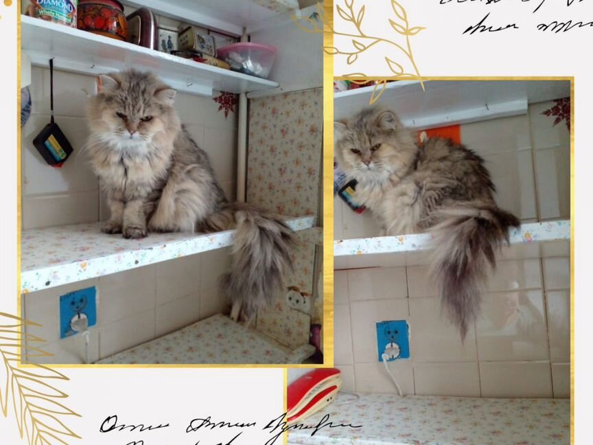 Кошка в добрые руки