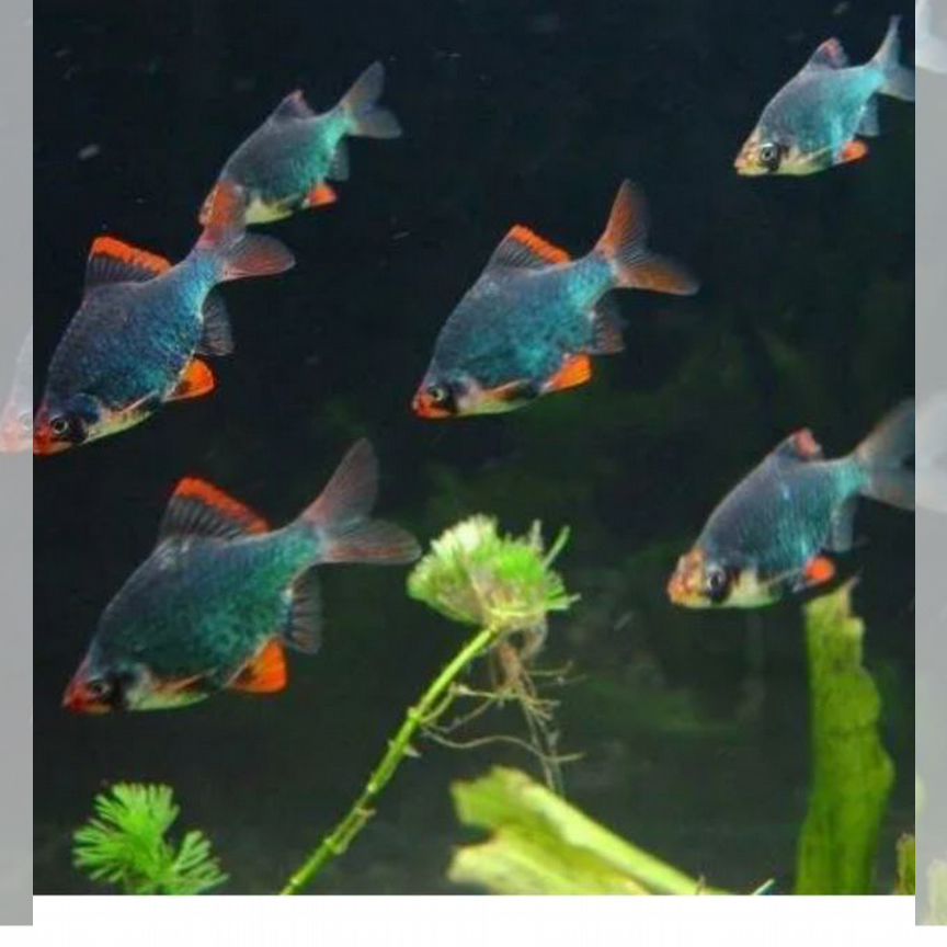 Аквариумные рыбки и сомики