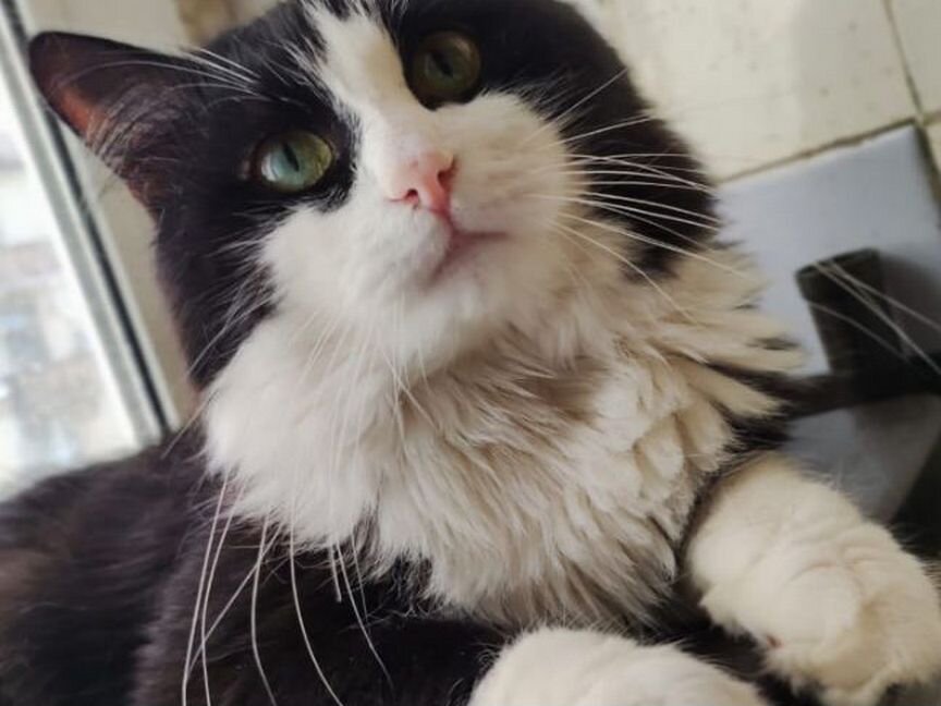 Кот Василий в дар