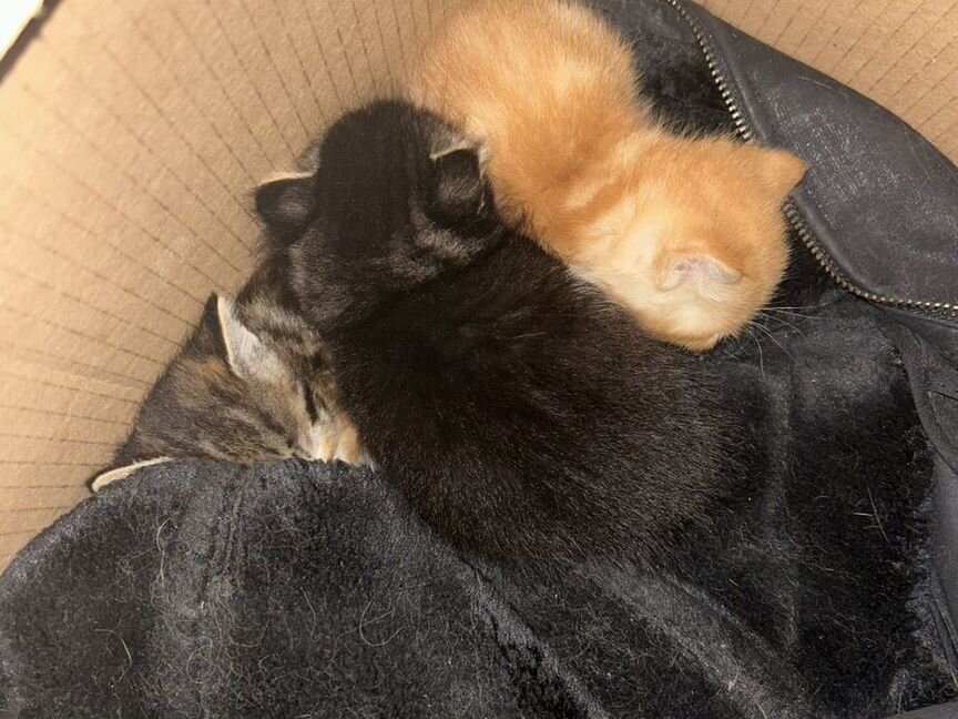 Котята в добрые руки