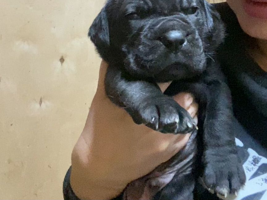 Кане Корсо - шикарные малыши для резерва