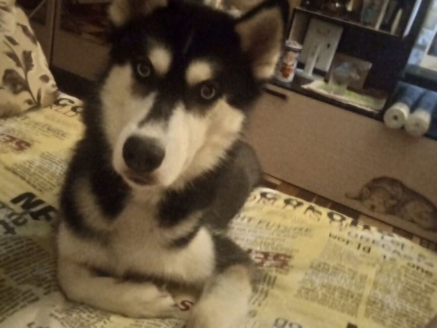 Отдам в хорошие руки хаски