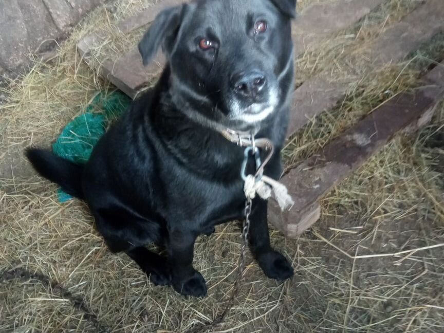 Собака в добрые руки