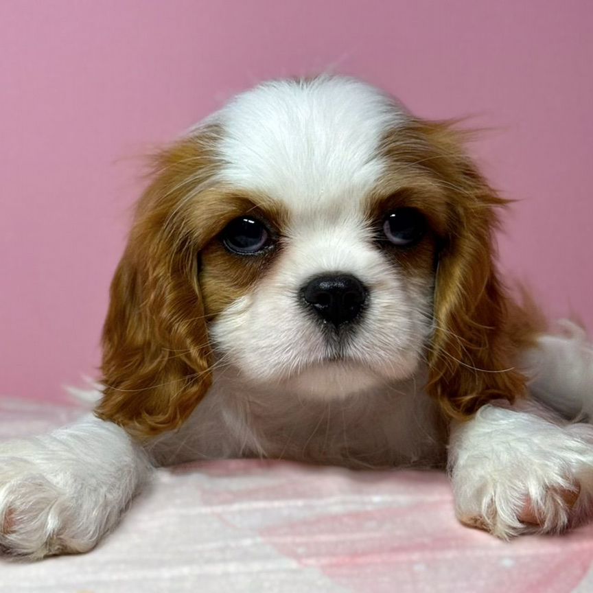 Кавалер кинг-чарльз-спаниель, щенок
