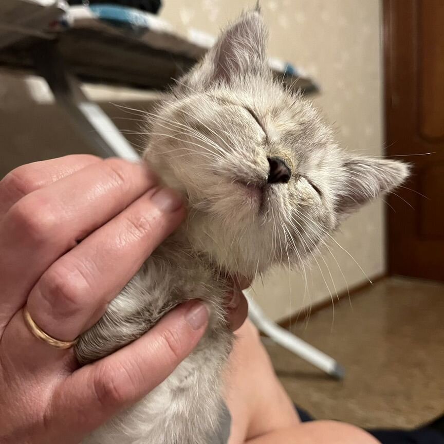 Котенок-девочка в дар