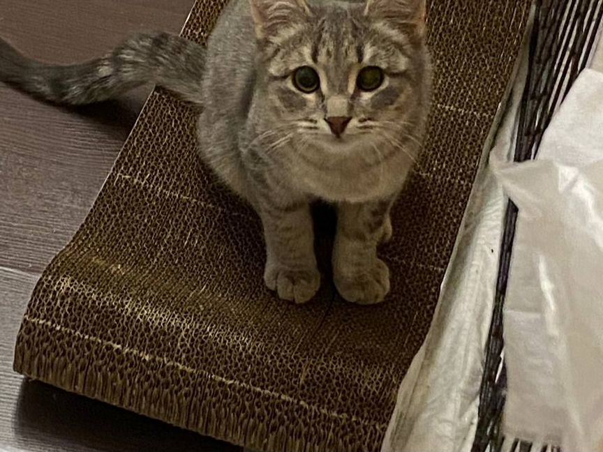 Кошки