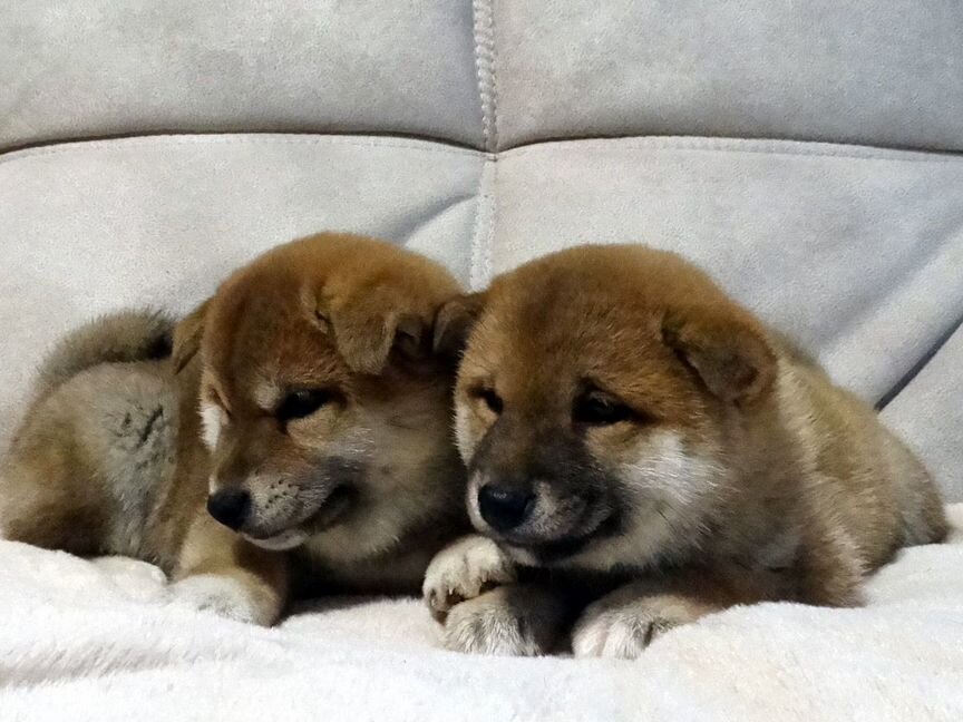 Детки сиба ину