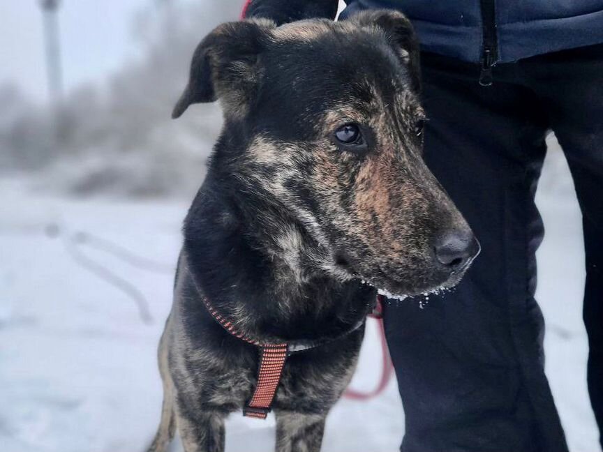 Молодой красавец пес Один