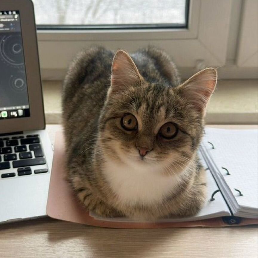 Котенок