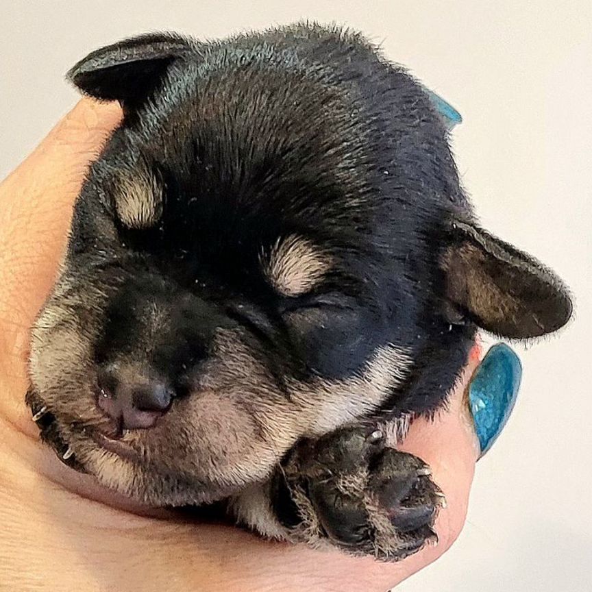 Цвергшнауцер, щенок