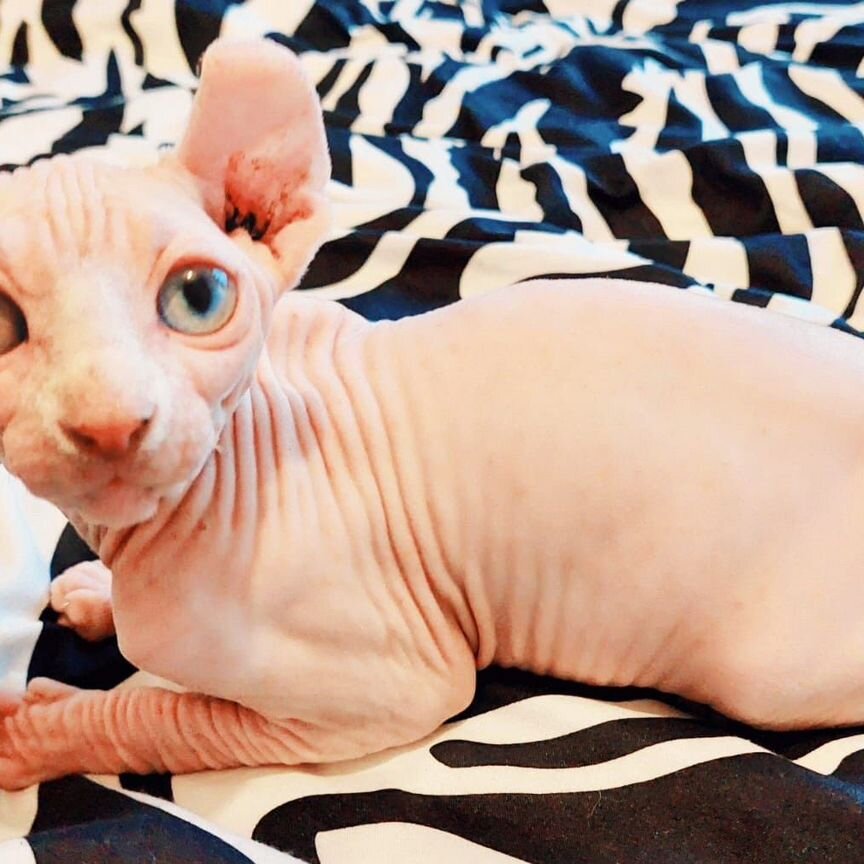 Разноглазый эльф котенок