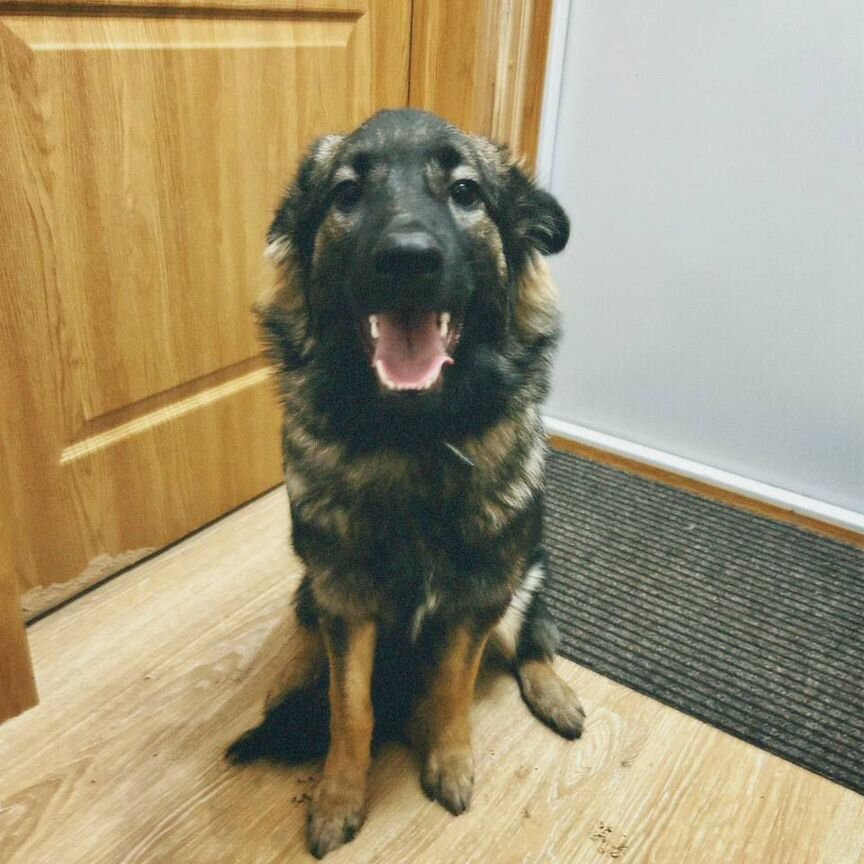 Компанейская собака ищет дом