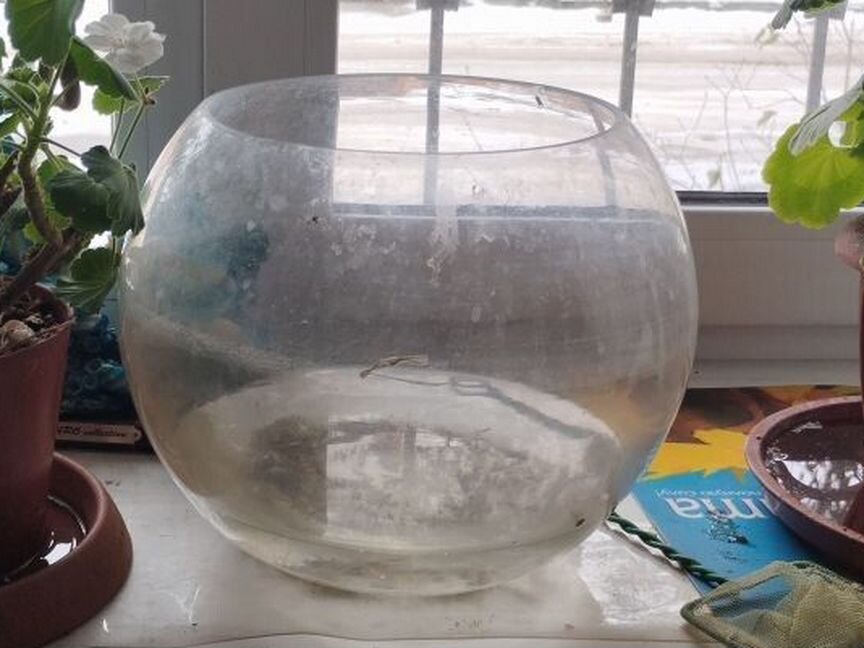 Поменяю круглый аквариум на растения и рыбок или п