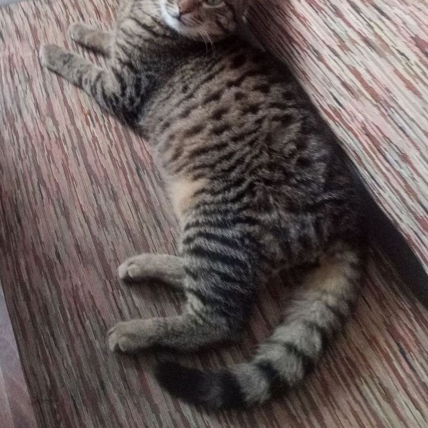 Отдам кота в добрые руки