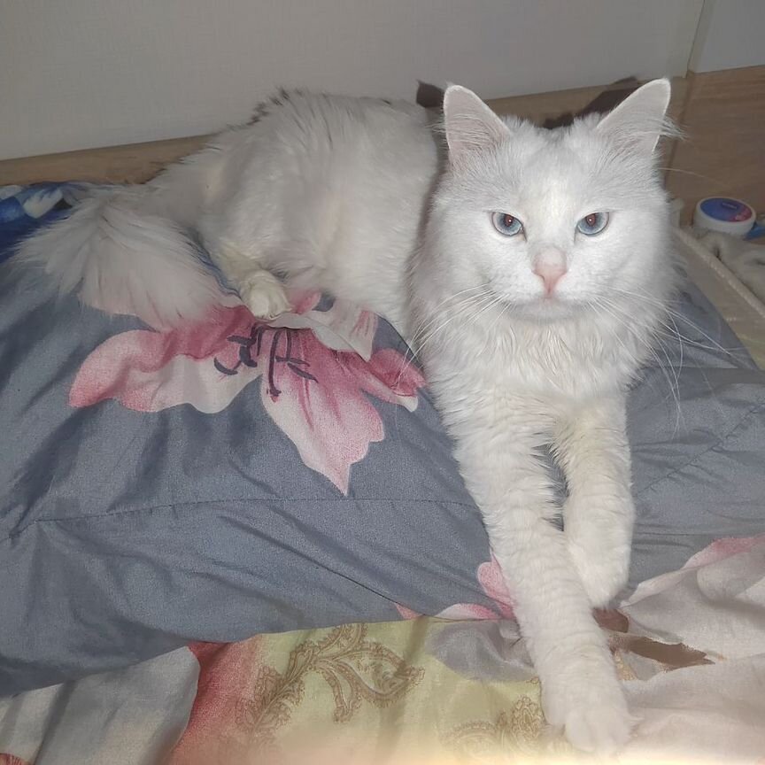 Ангорский котик в добрые руки